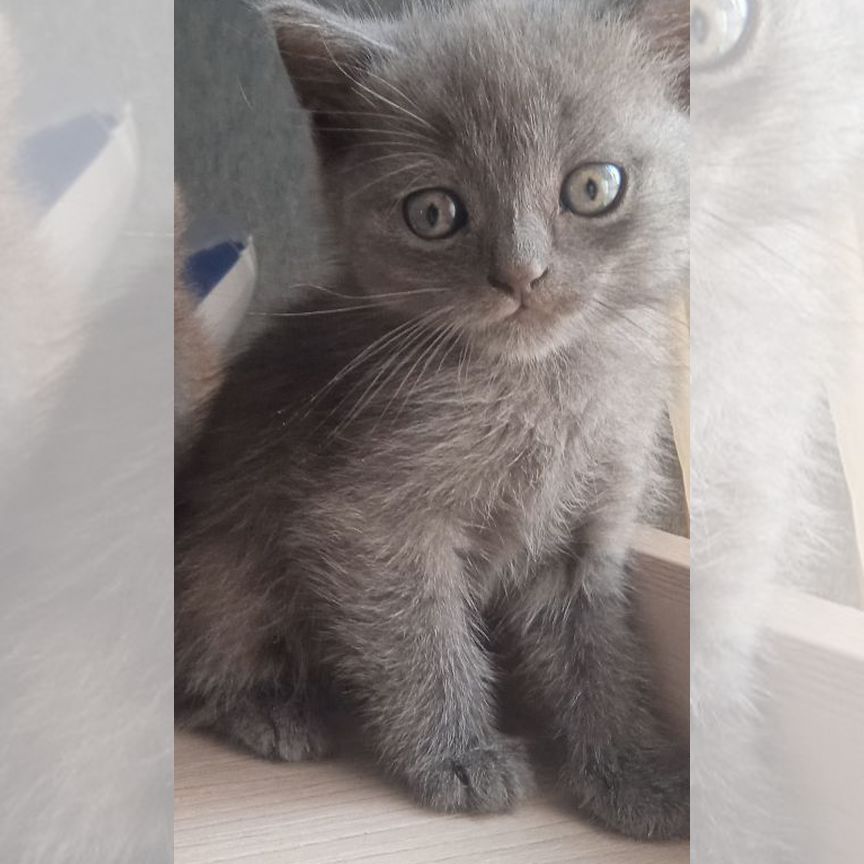 Отдам бесплатно котика
