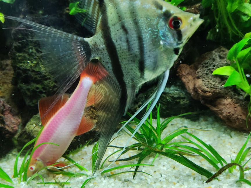 Рыбки скалярии