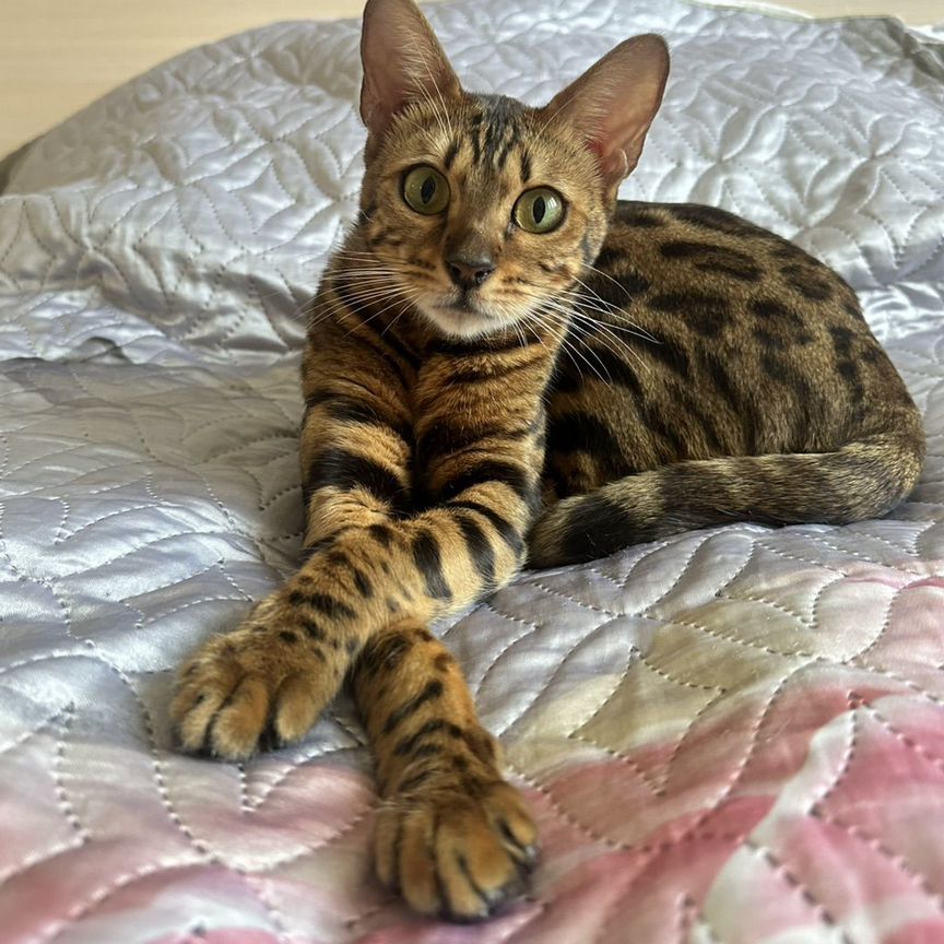 Бенгальская кошка, взрослая