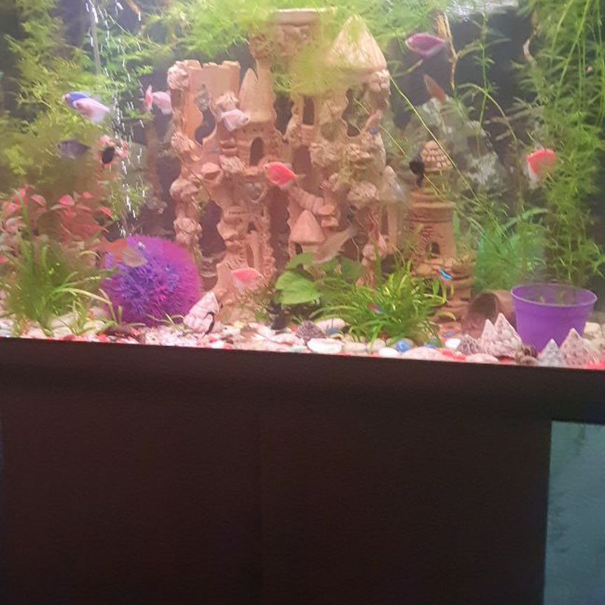 Роголистник бесплатно