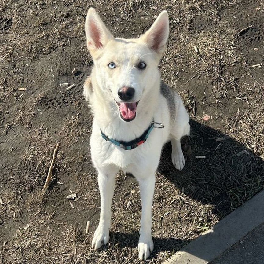 Взрослая собака в добрые руки