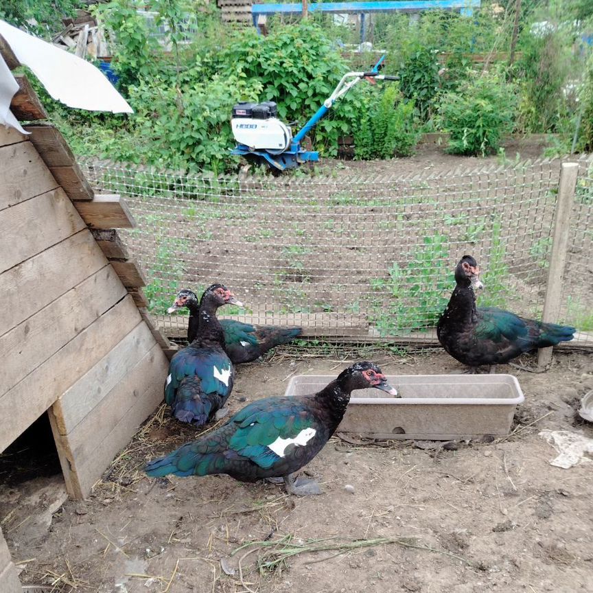 Продам мускусных уток