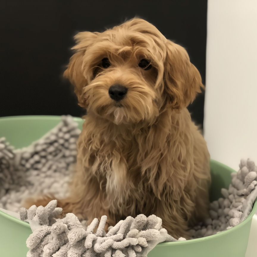 Мальтипу, щенок