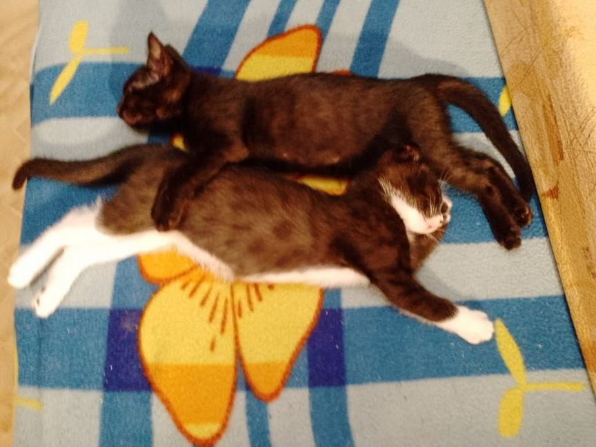 Кошки