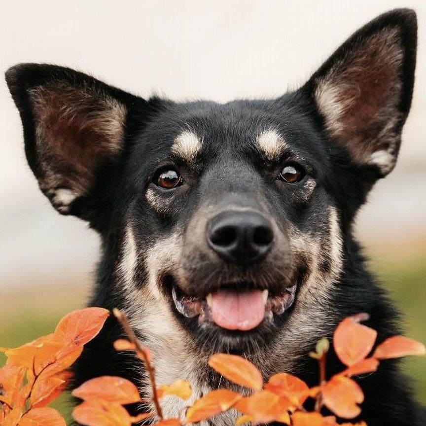 Взрослая собака в добрые руки