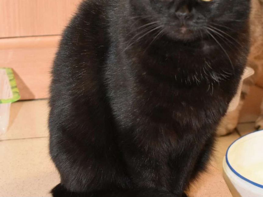 Кошечка Таша