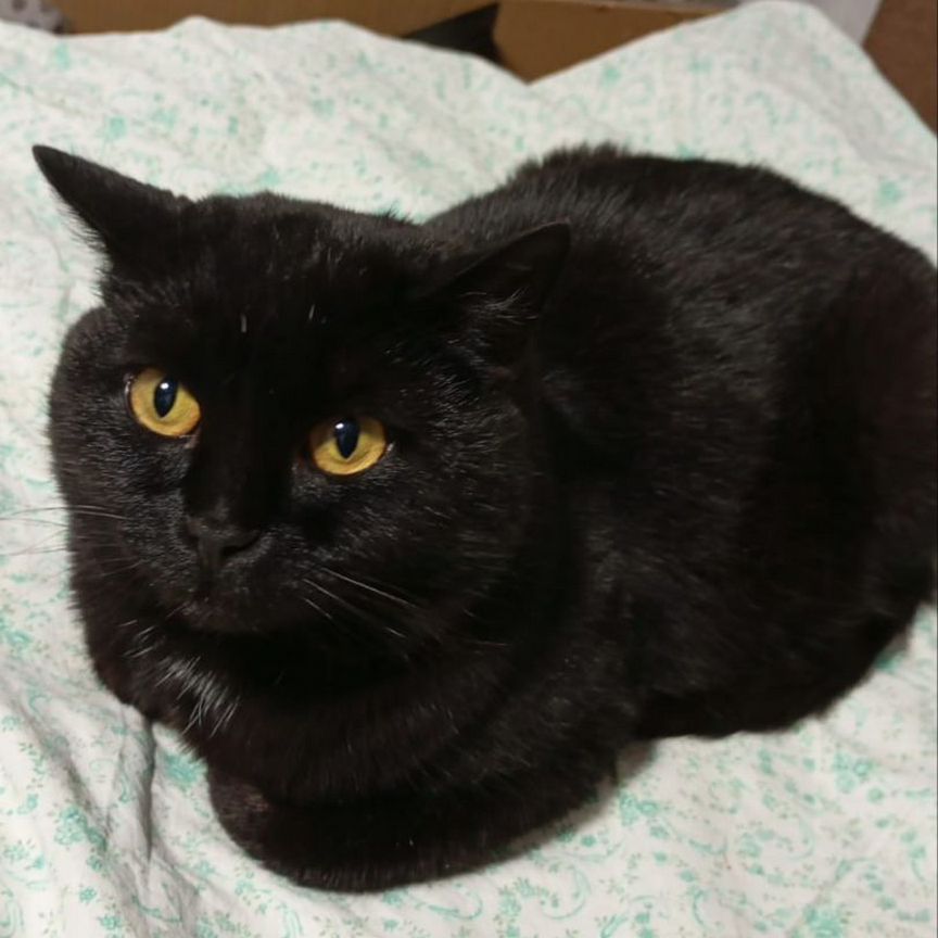 Кошечка