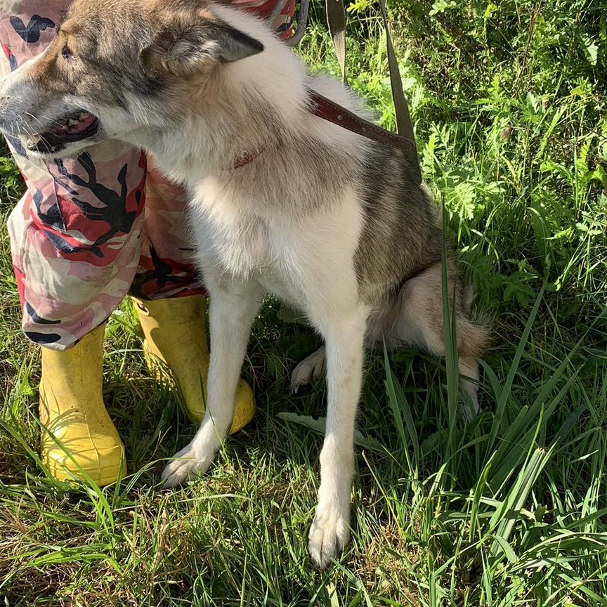 Собака в беде в добрые руки