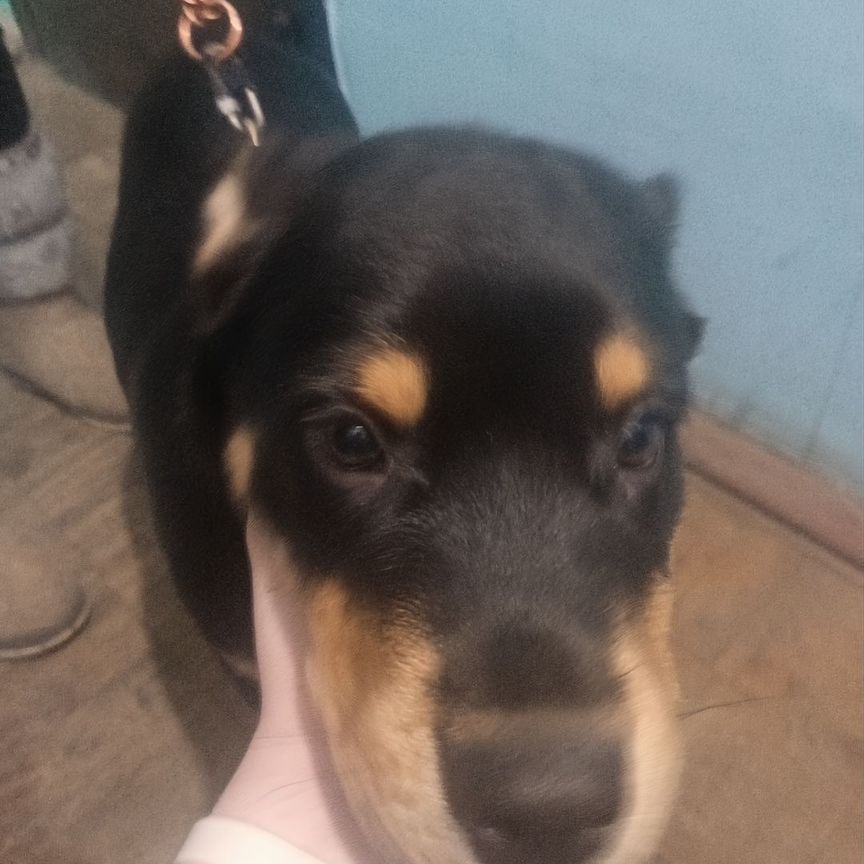 Ротвейлер, щенок