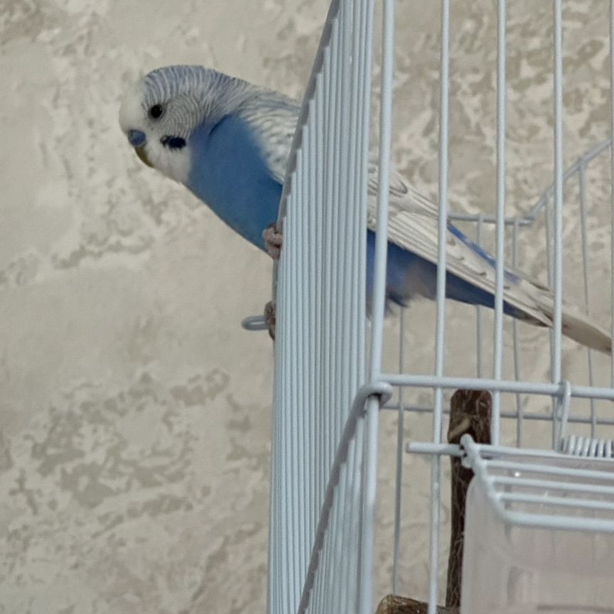 Волнистый попугай самец