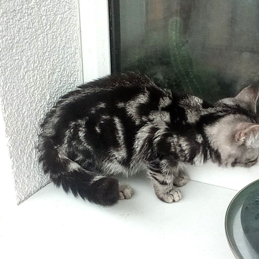 Британский мраморный котенок