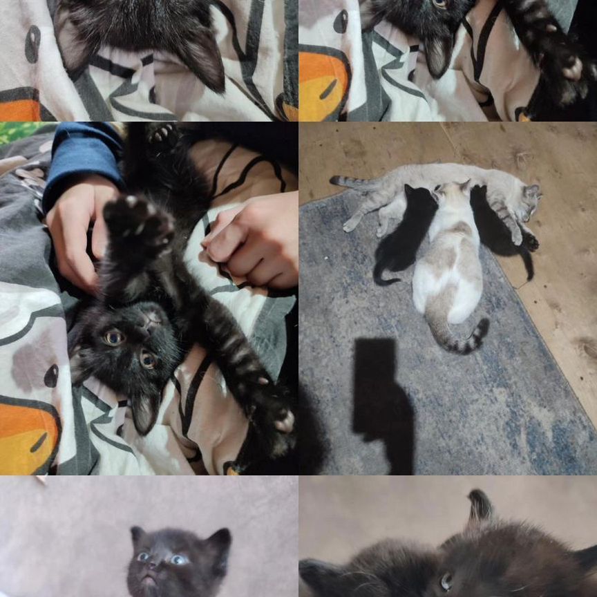 Отдам котят