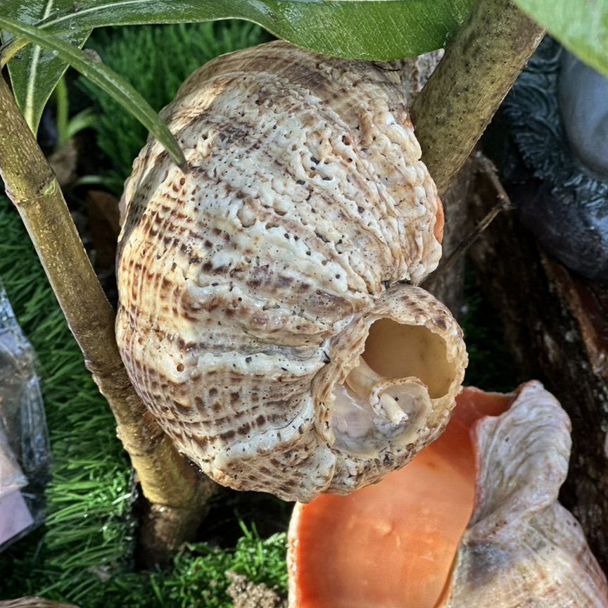 Черноморский Рапан Ракушка