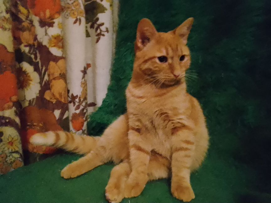 Отдам котят 5мес. во славу Божию