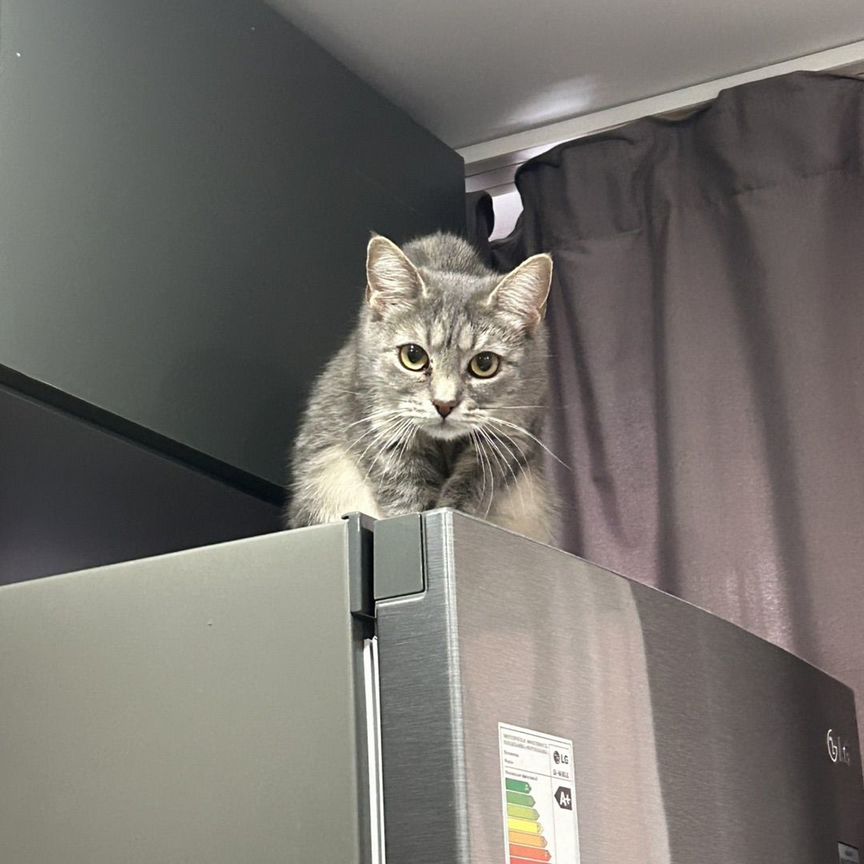 Отдам в добрые руки кошку