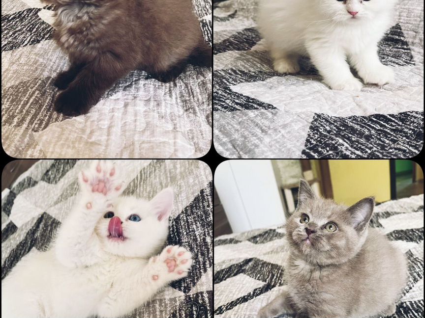 Шотландские котята