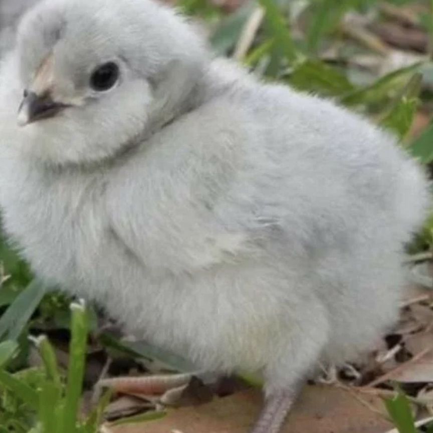 Цыплята Амерауканы лаванды