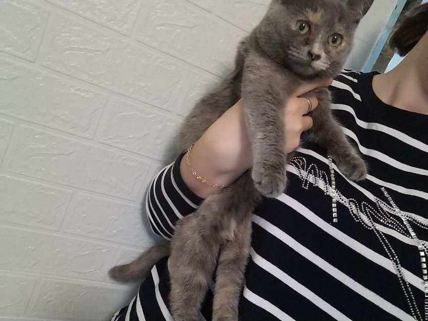 Кошка