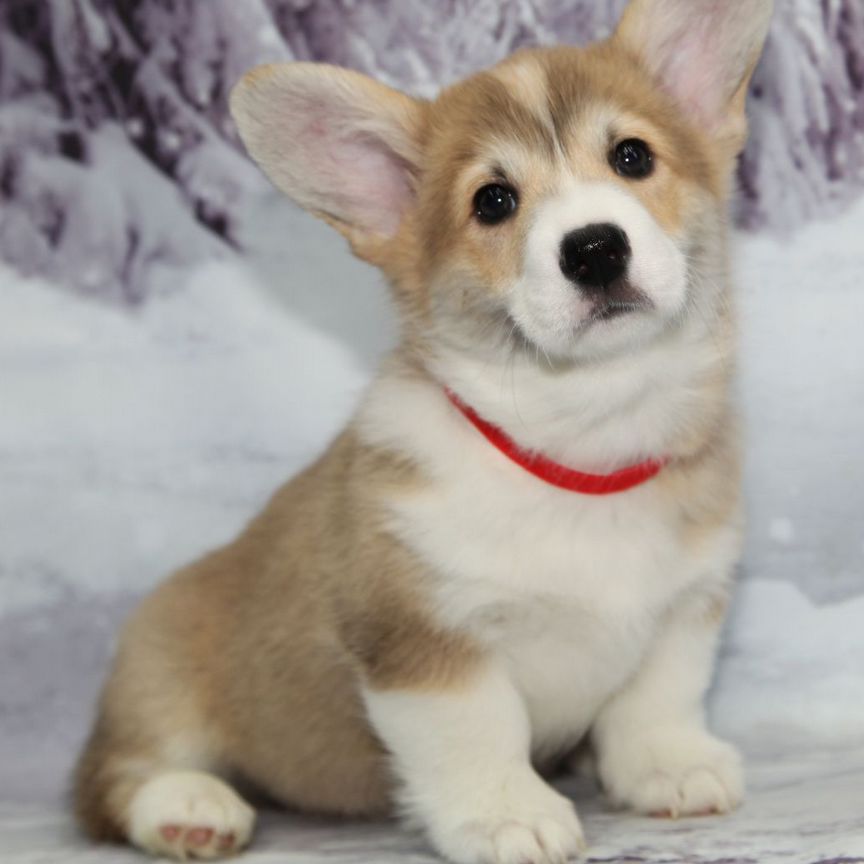 Вельш Корги Пемброк, щенок