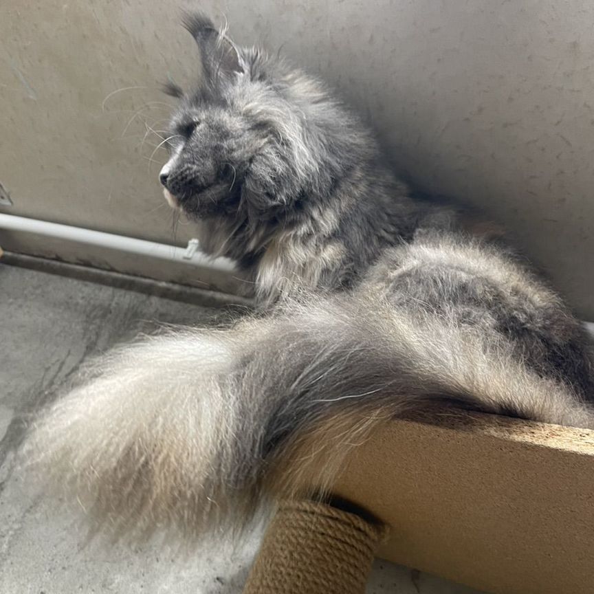 Мейн-кун, взрослая кошка