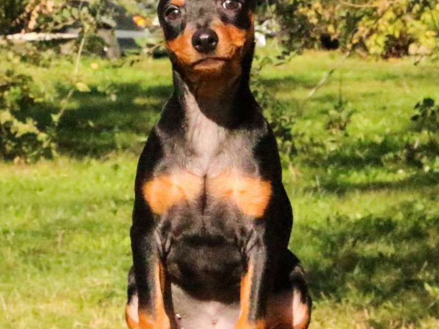 Щенки цвергпинчера - минидоберманчики