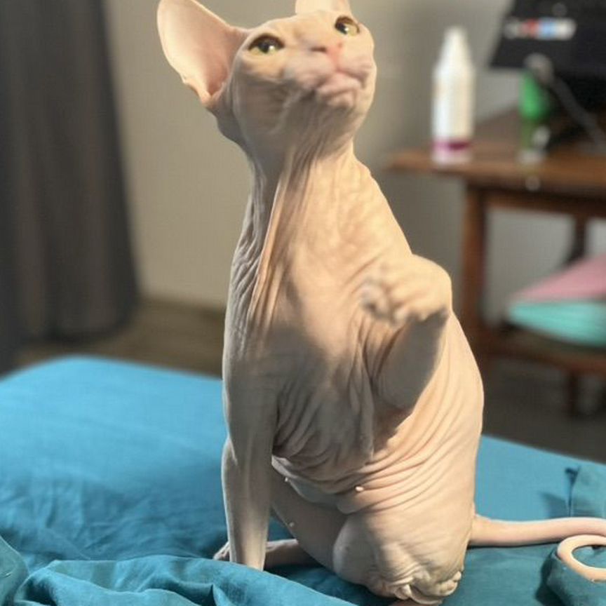 Донской сфинкс, взрослая кошка