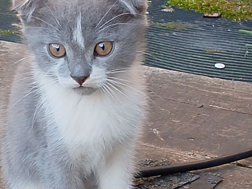 Котята