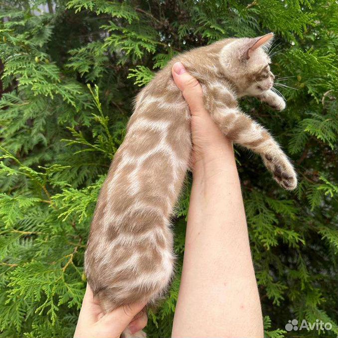 Котик снежный минк