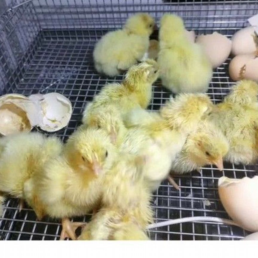 Цыплята бройлеры суточные кобб 500