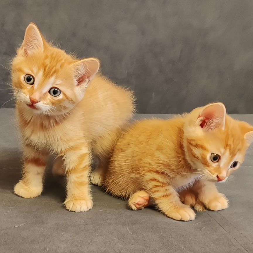 Курильский бобтейл короткошёрстный котёнок