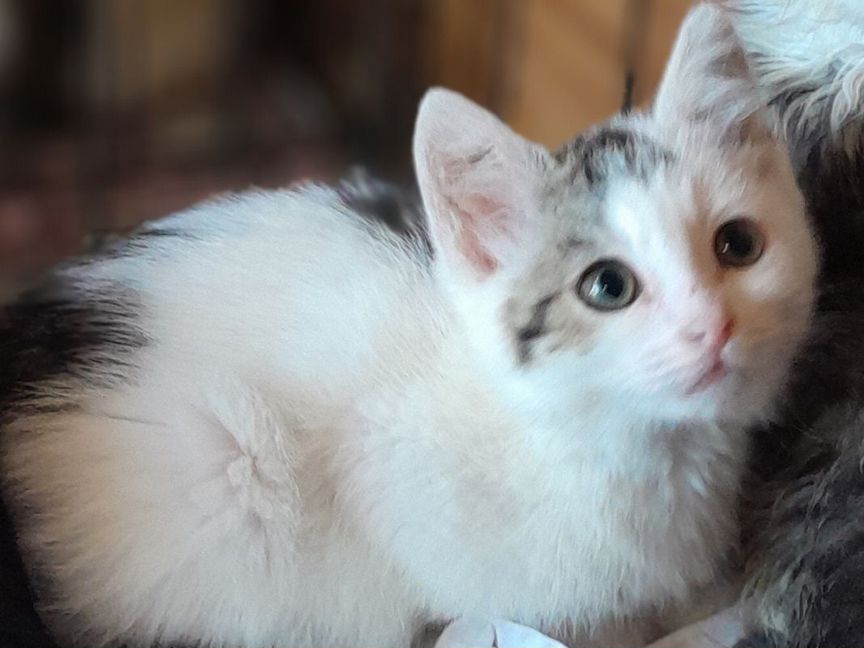 Котенок беляшик