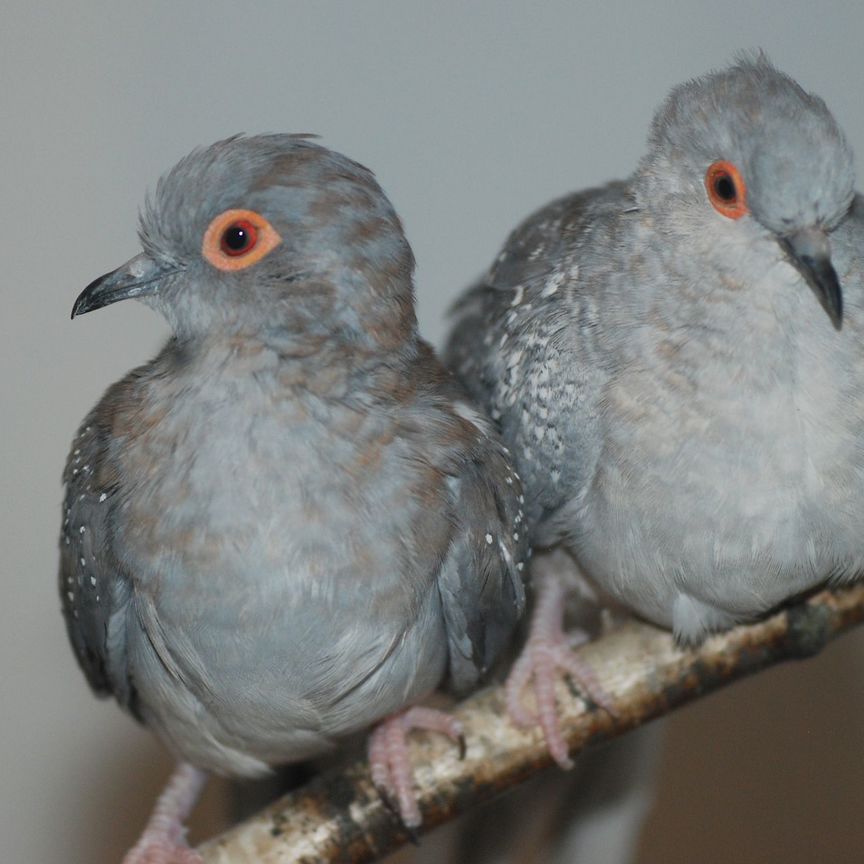 Бриллиантовые горлицы