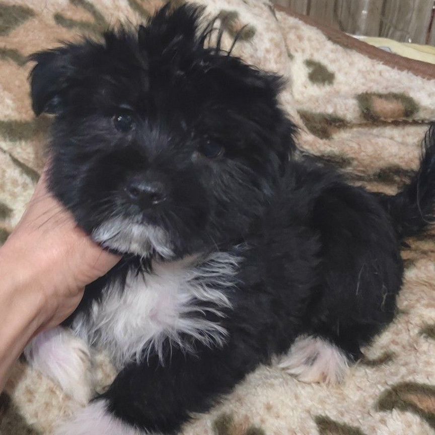 Малыши мальтипу