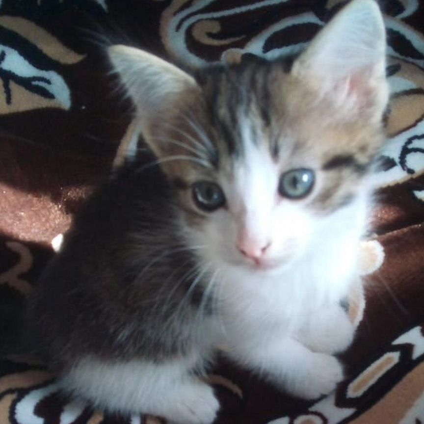 Котенок ушастик в добрые руки