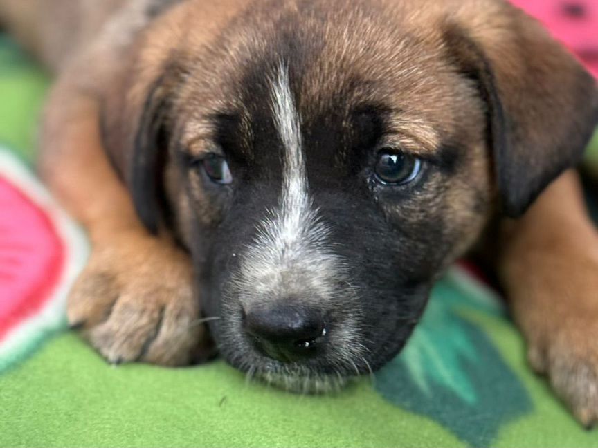 Собака в добрые руки щенок