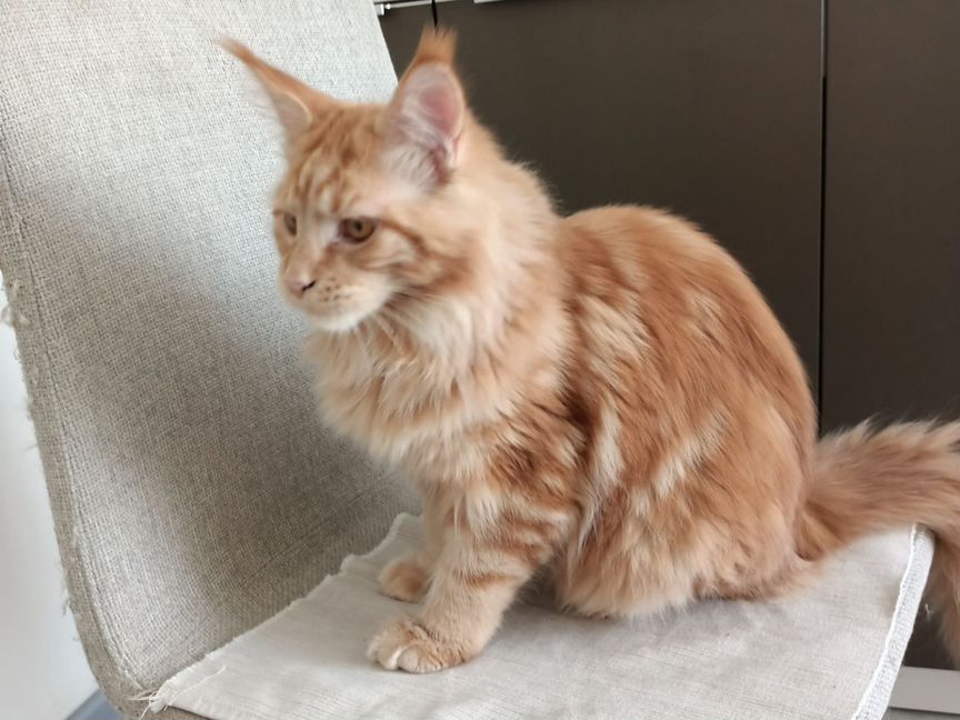 Продается кот мейкун