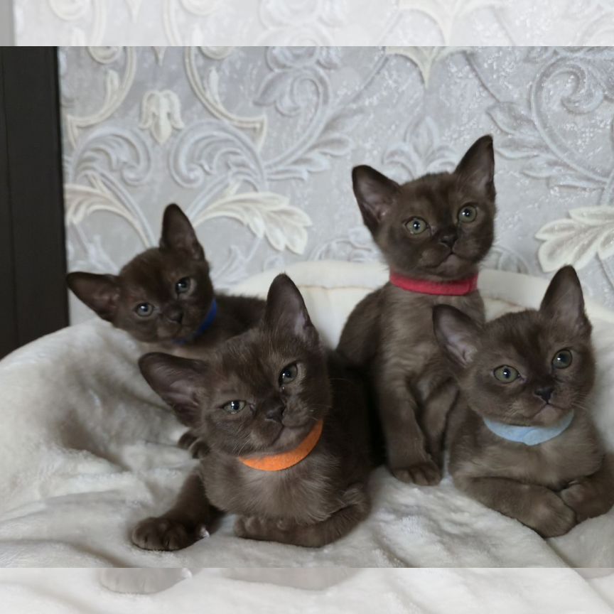 Европейский бурманский котёнок