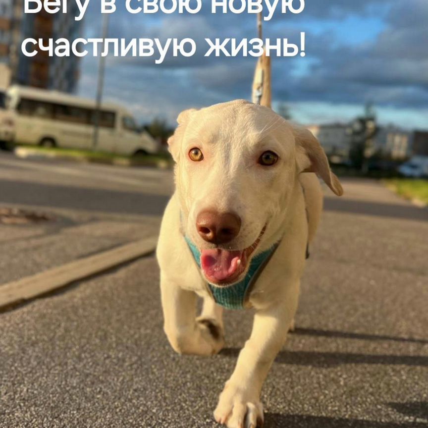 Жизнерадостный щенок в добрые руки