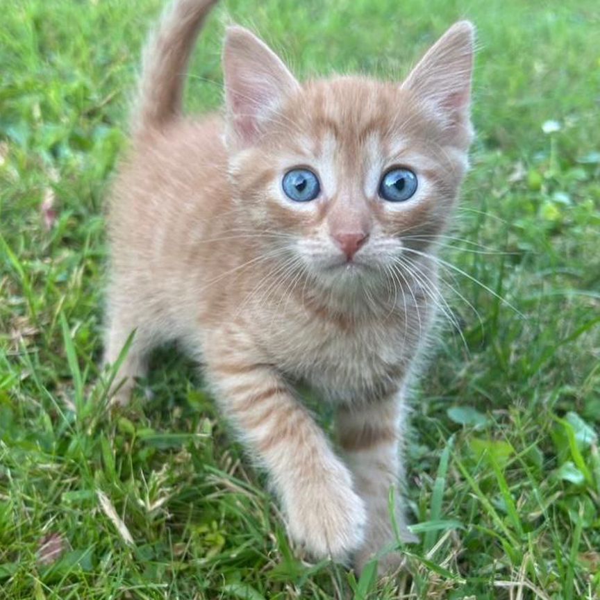 Котята рыжий и персиковый в дар 1 мес