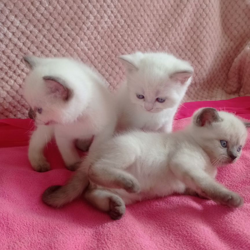 Шотландские котята