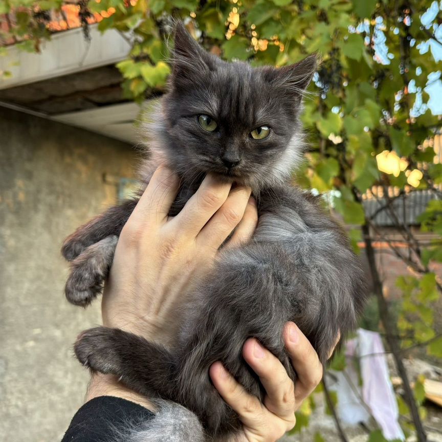Котенок (девочка) дымчатая в добрые руки
