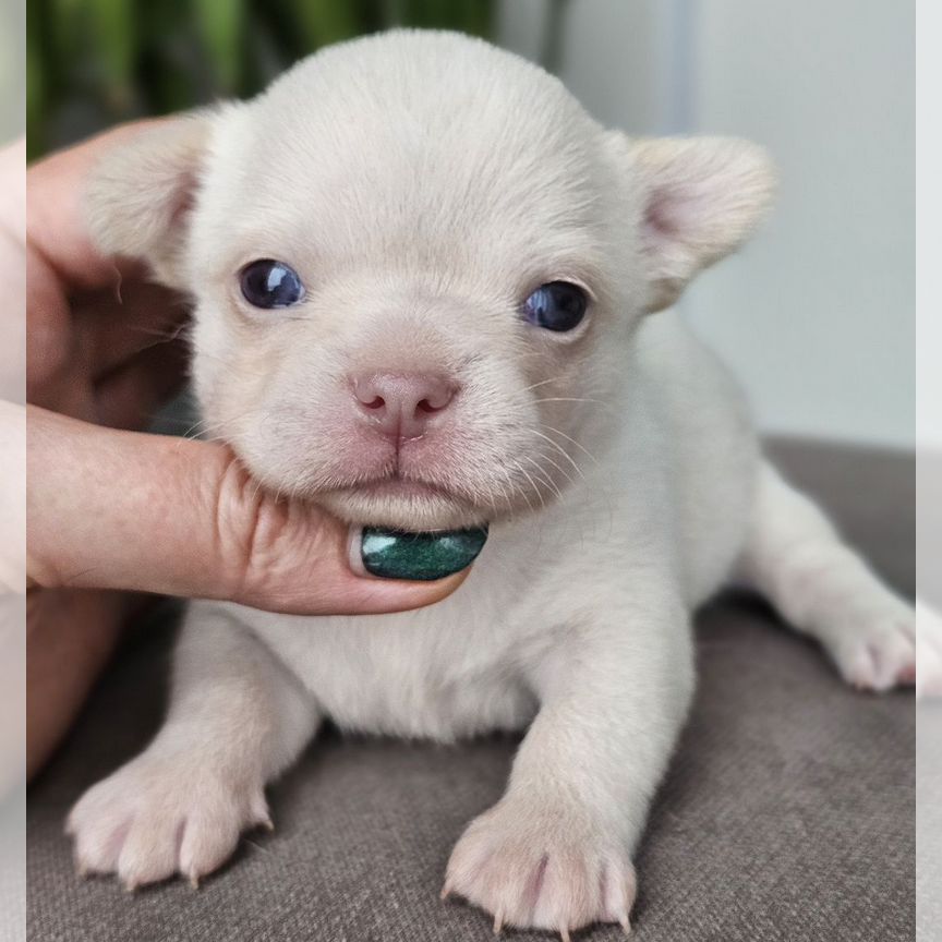 Чихуахуа, щенок