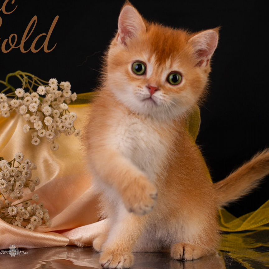Шотланский кот золотая шиншилла