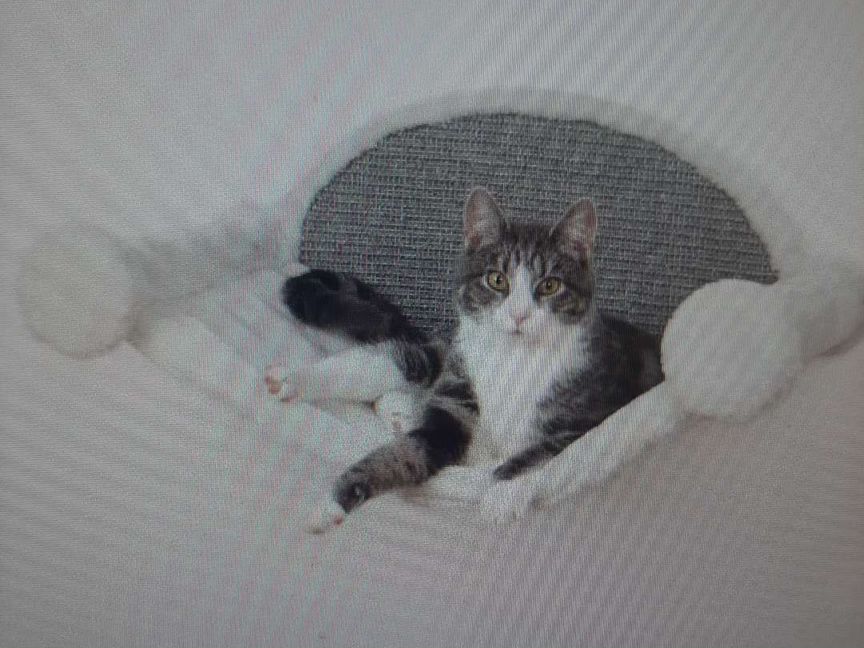 Гамак для кошек на стену Trixie