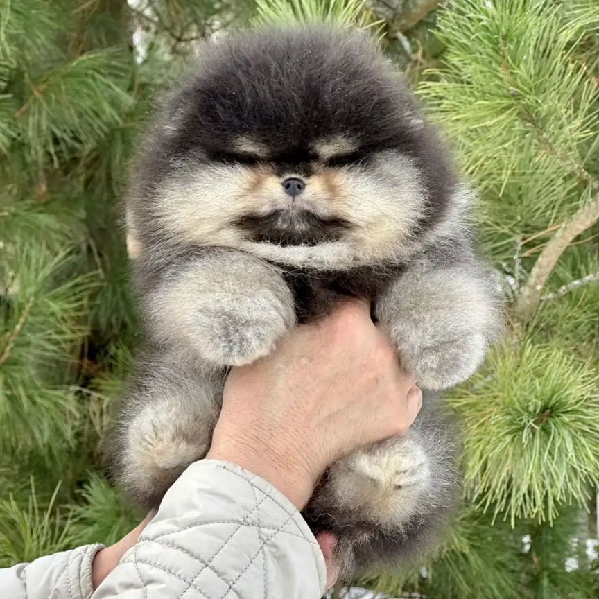 Померанский шпиц, щенок