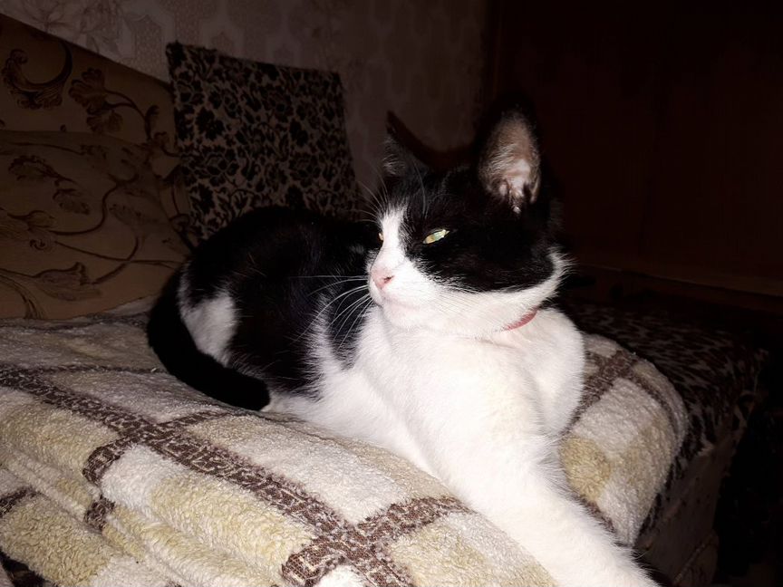 Отдам кошечку в добрые руки