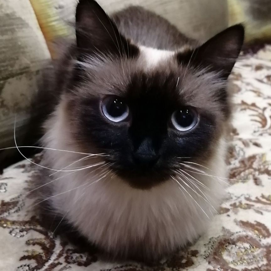 Сиамская кошечка