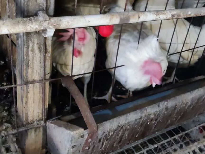 Продаются куры несушки леггорны с петухами