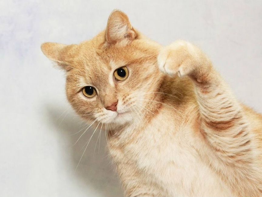 Котик в добрые руки