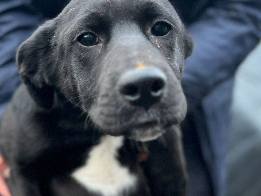 Собака щенок бесплатно